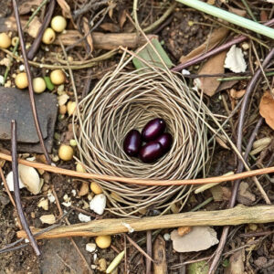 Seasonal Guide: When Birds Begin and End Nesting